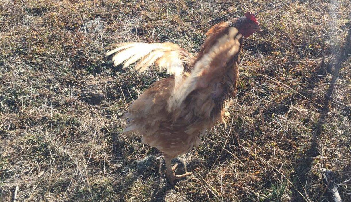 Chicken Is The Boss Of Every Animal On Her Farm - The Dodo