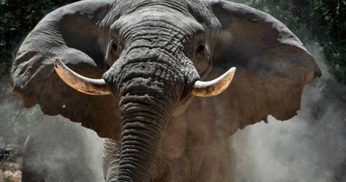 Voortrekker, Legendary Elephant, Under Threat In Namibia - The Dodo