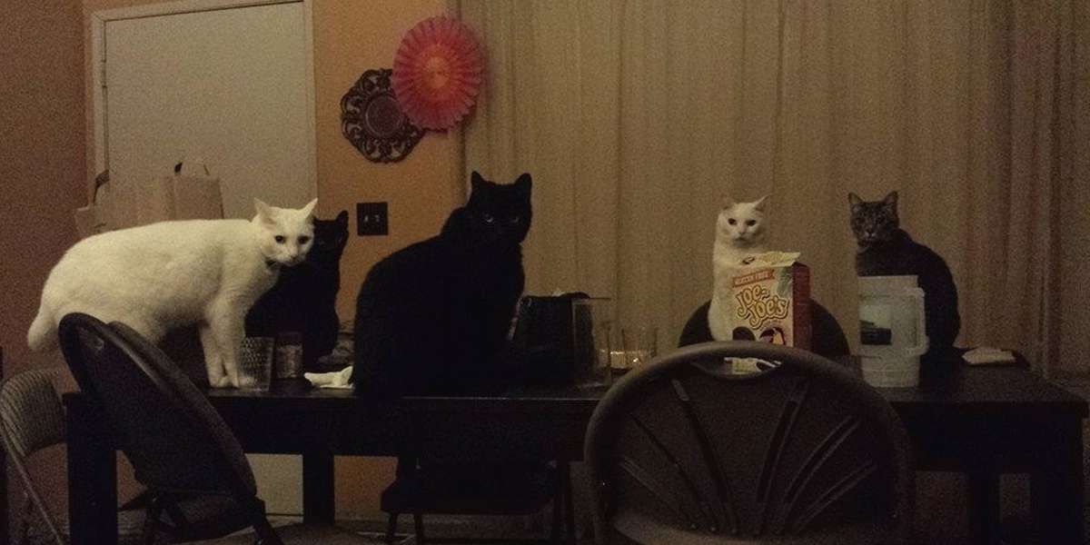 13 Secret Cat Conferences, Interrupted - The Dodo