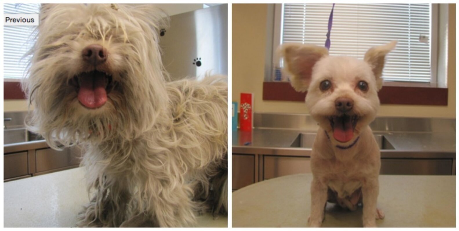 21 Rescue Dogs Before And After Their Makeovers - The Dodo