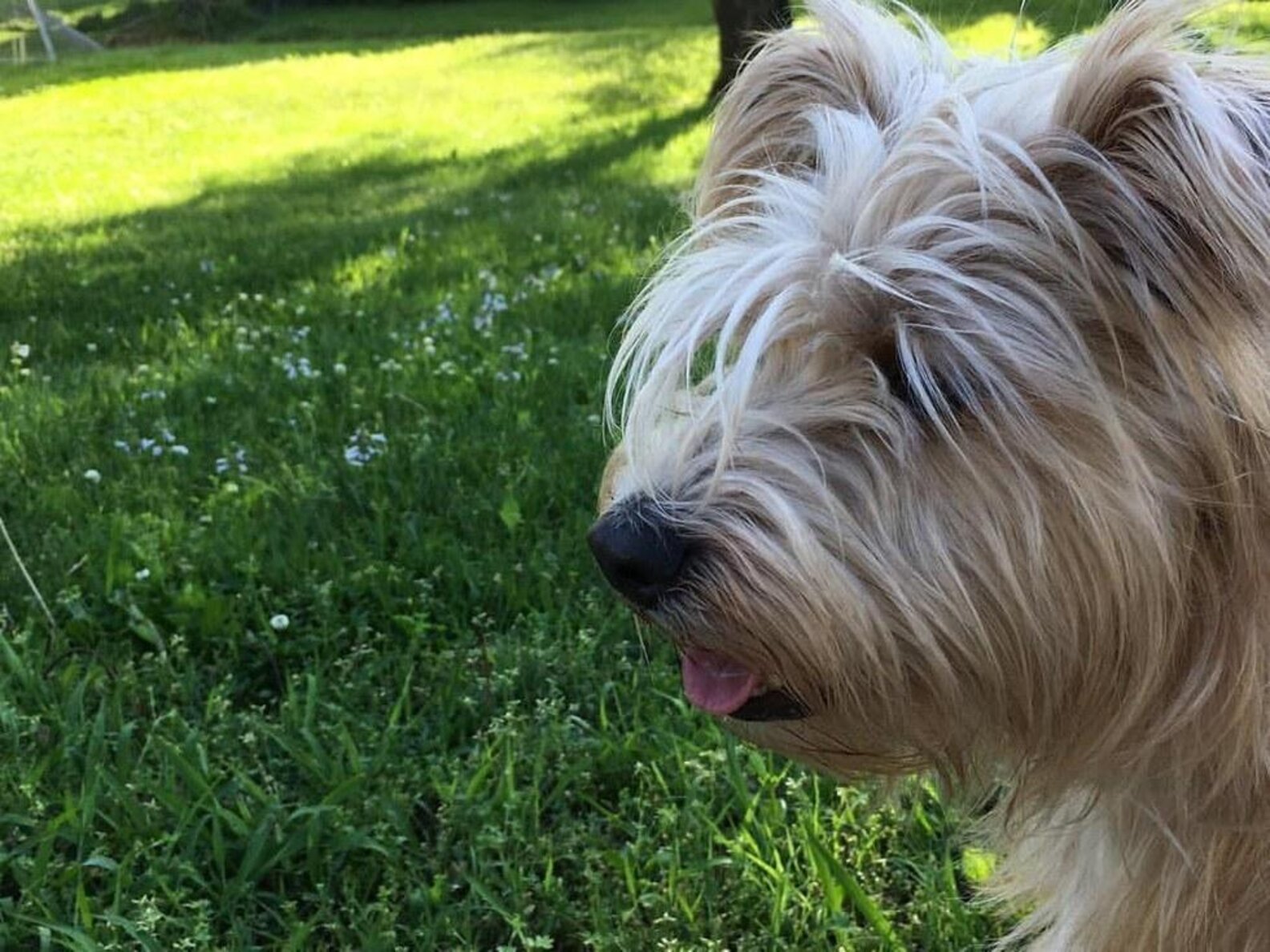 How I Learned To Love Dogs - The Dodo