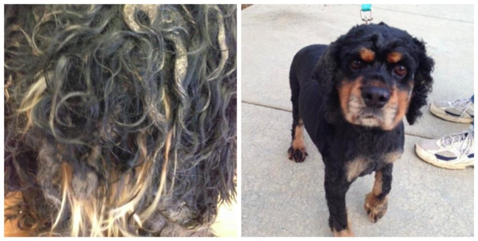 21 Rescue Dogs Before And After Their Makeovers - The Dodo