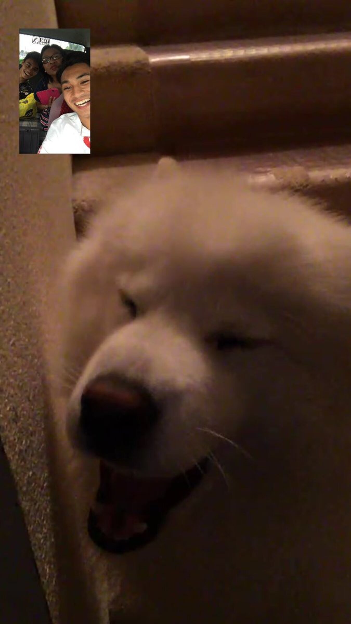 Dog Freaks Out When He Sees His Family On FaceTime - The Dodo
