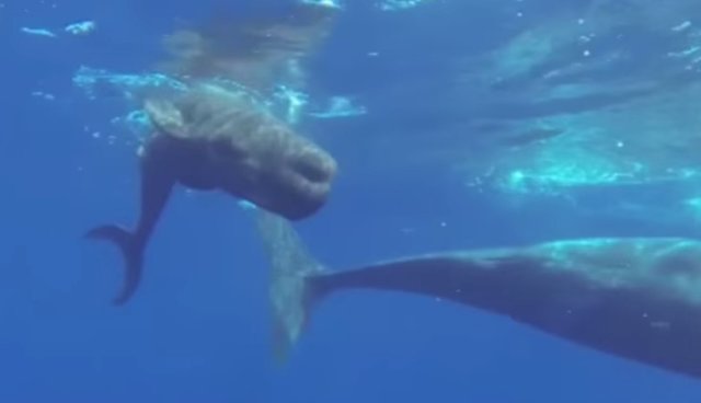 Rare Footage Shows Sperm Whale Giving Birth With Help From Her Pod ...