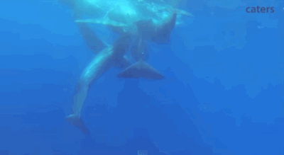 Rare Footage Shows Sperm Whale Giving Birth With Help From Her Pod ...