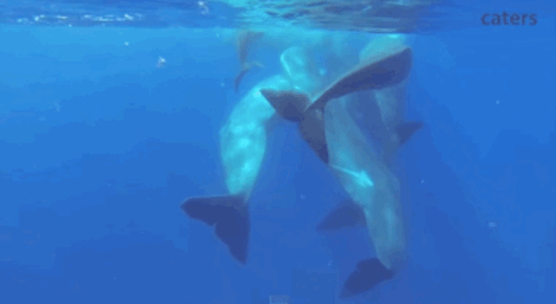 Rare Footage Shows Sperm Whale Giving Birth With Help From Her Pod ...