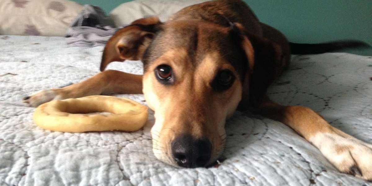 Meet The #MuttBreeds! - The Dodo