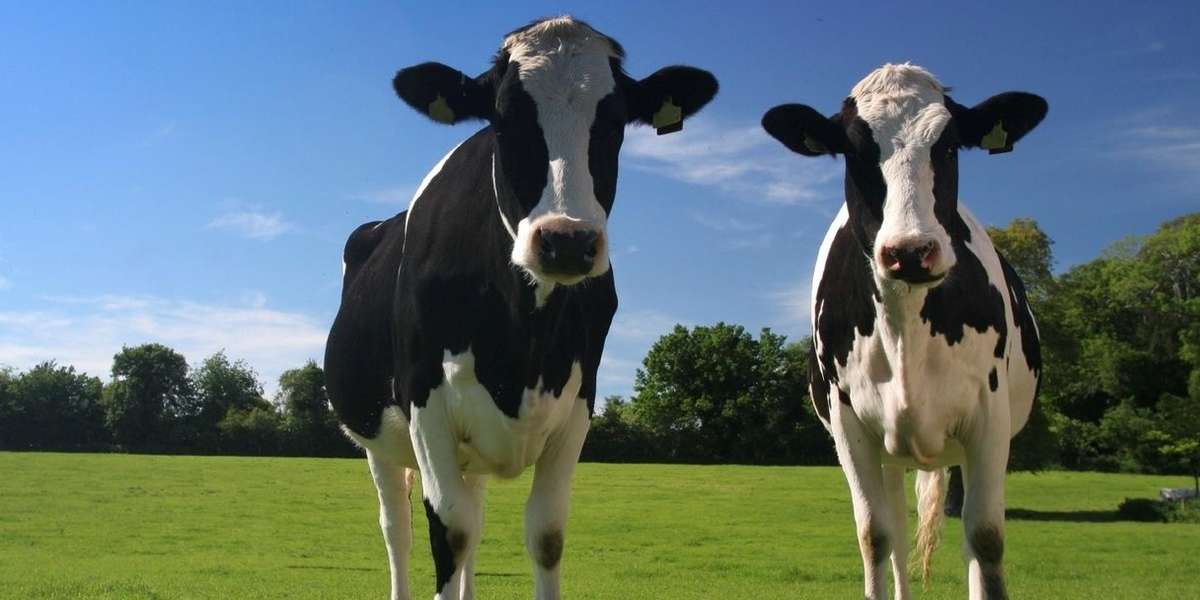 These Pampered Cows Get Pedicures, Sleep On Beds And Produce 3 Times ...