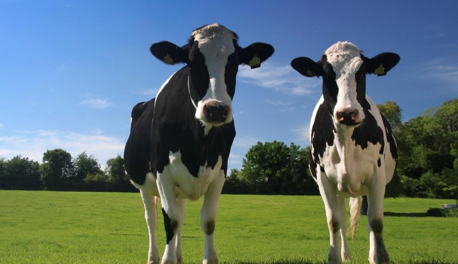 These Pampered Cows Get Pedicures, Sleep On Beds And Produce 3 Times ...