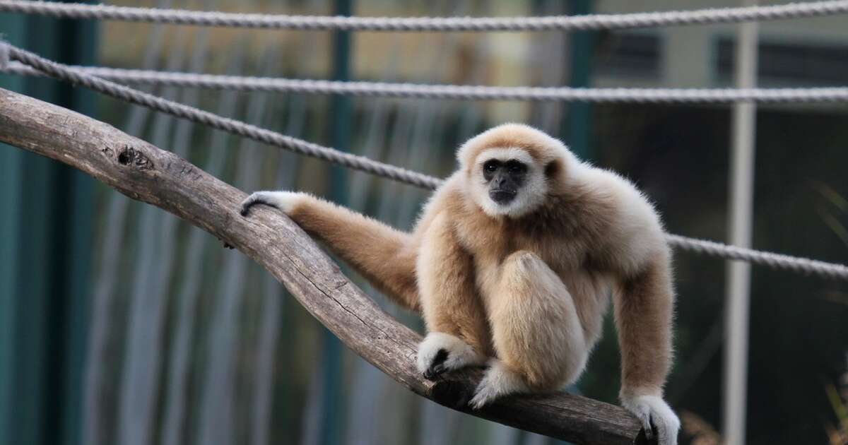 Why Is It So Easy To Own A Tiger In America? - The Dodo