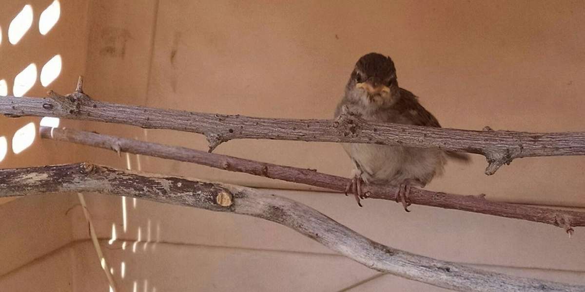 Fallen Hatchling So Tiny He Has To Eat From A Chopstick - The Dodo