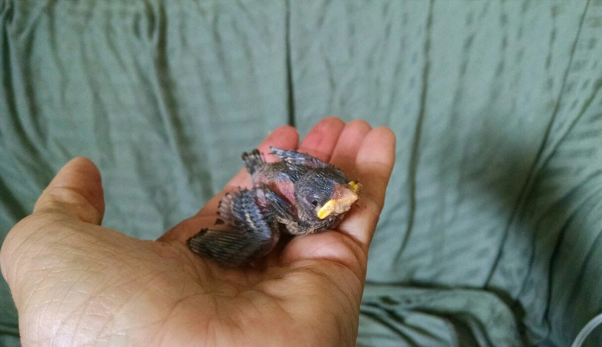 Fallen Hatchling So Tiny He Has To Eat From A Chopstick - The Dodo