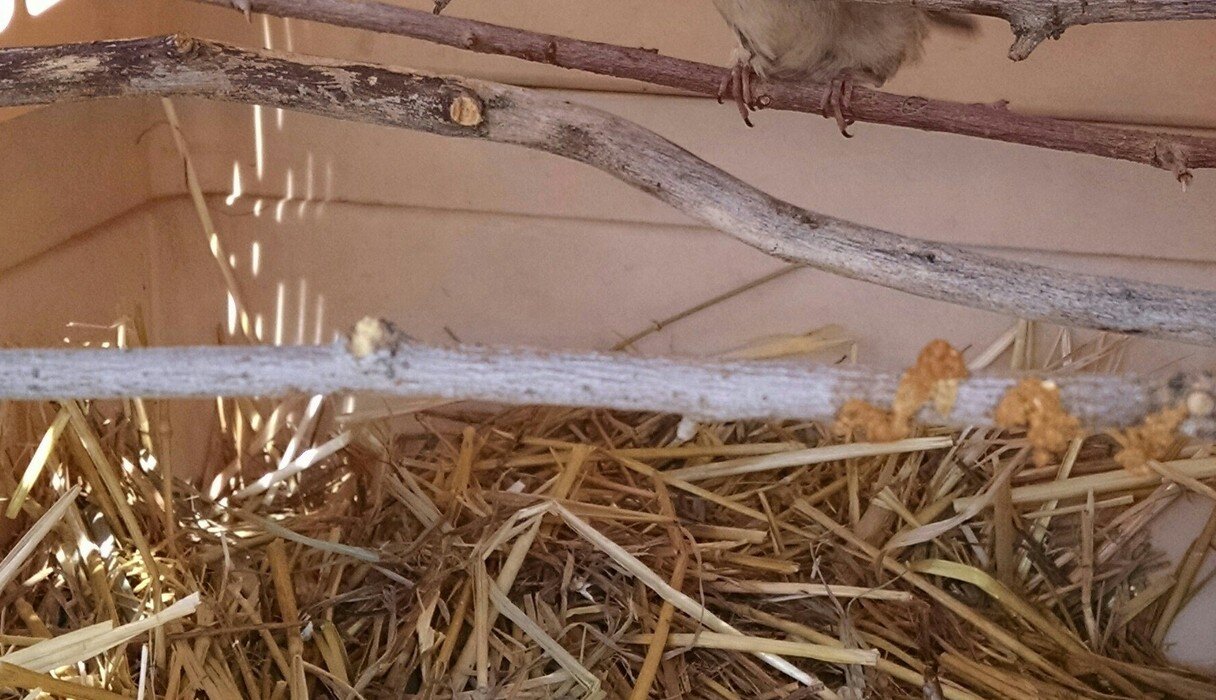 Fallen Hatchling So Tiny He Has To Eat From A Chopstick - The Dodo