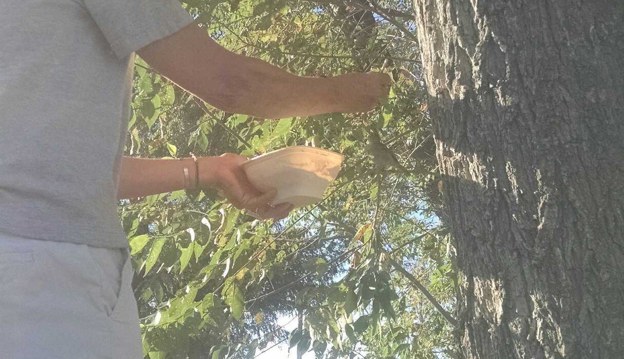 Fallen Hatchling So Tiny He Has To Eat From A Chopstick - The Dodo