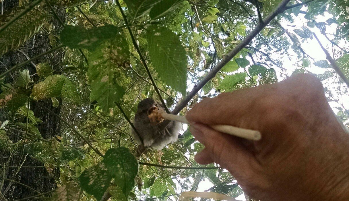 Fallen Hatchling So Tiny He Has To Eat From A Chopstick - The Dodo