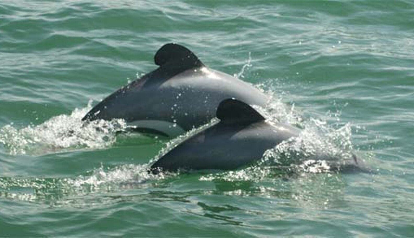 The World's Smallest Dolphin Is About To Disappear - The Dodo