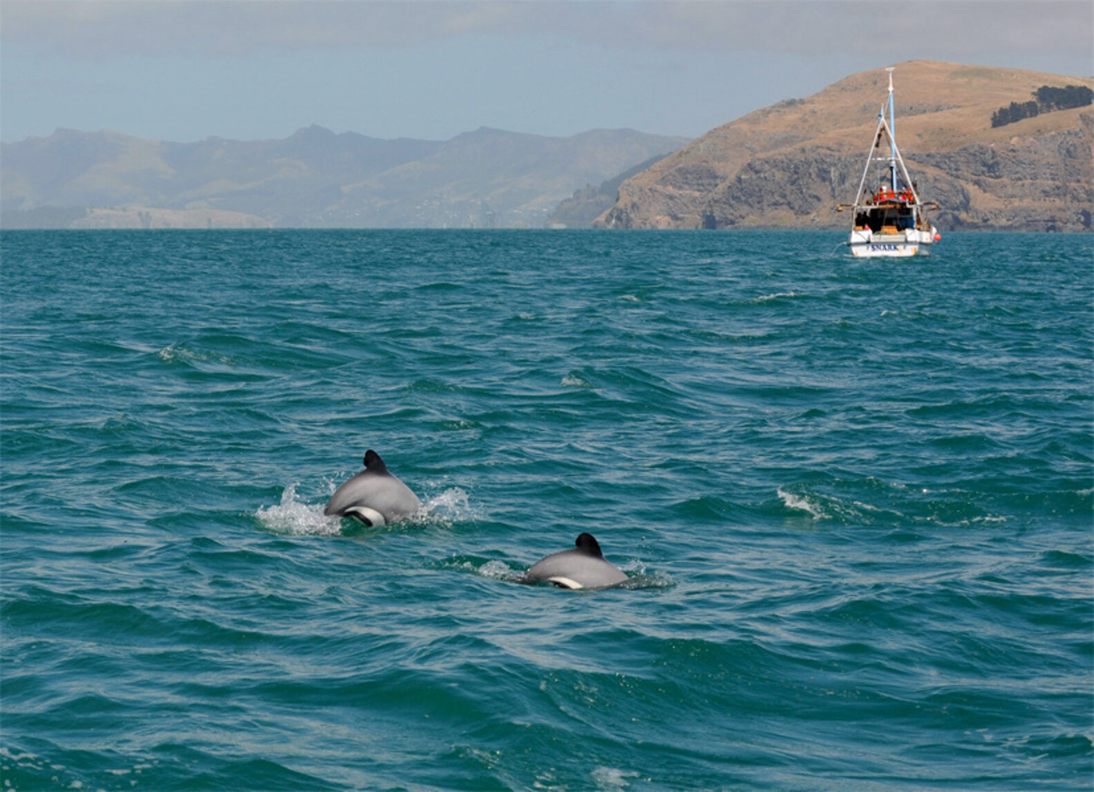 The World's Smallest Dolphin Is About To Disappear - The Dodo