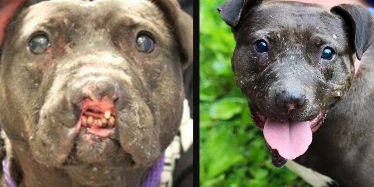 Dog With Missing Nose Made Her Own 'Home' Because No One Loved Her ...