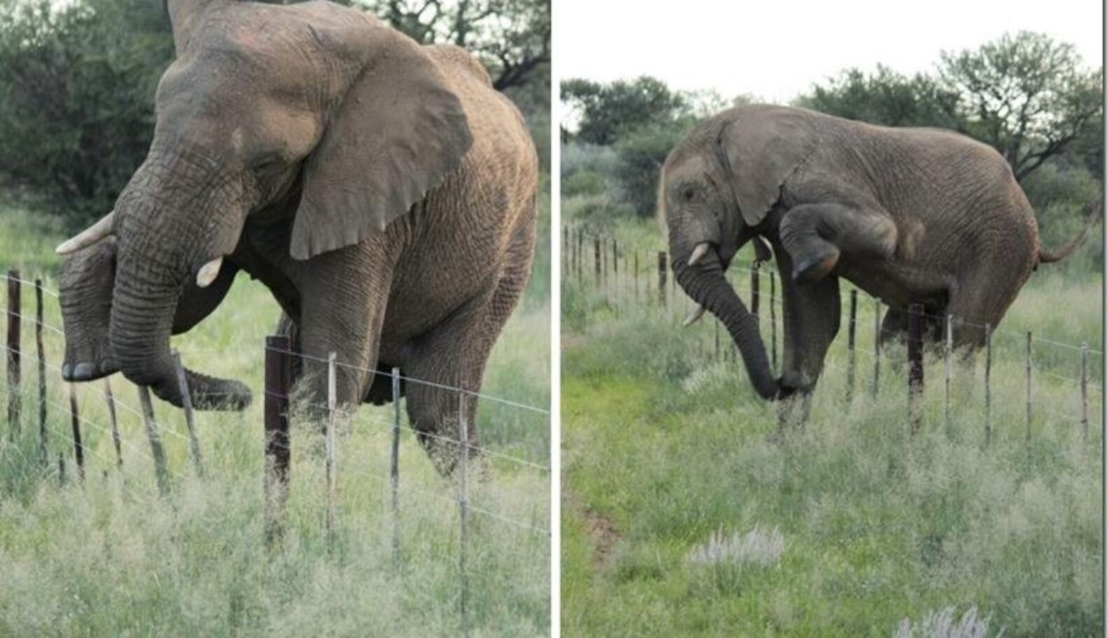 Delicate Elephant Tiptoes Over Fence Instead Of Trampling It - The Dodo