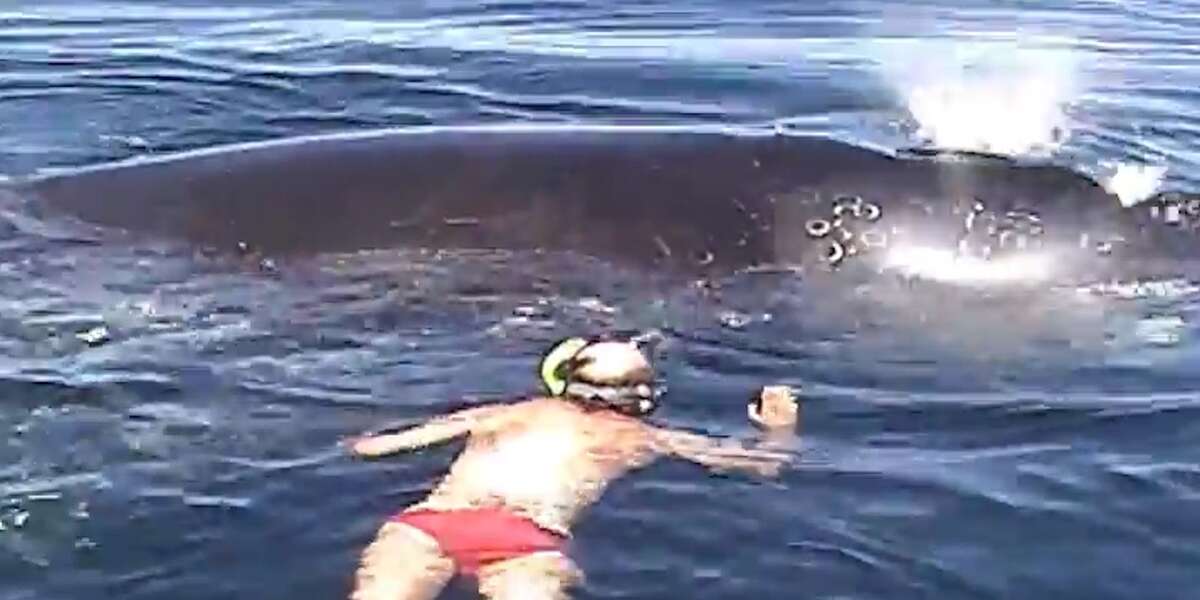 Family Dives Off Boat To Save Tangled Whale - The Dodo