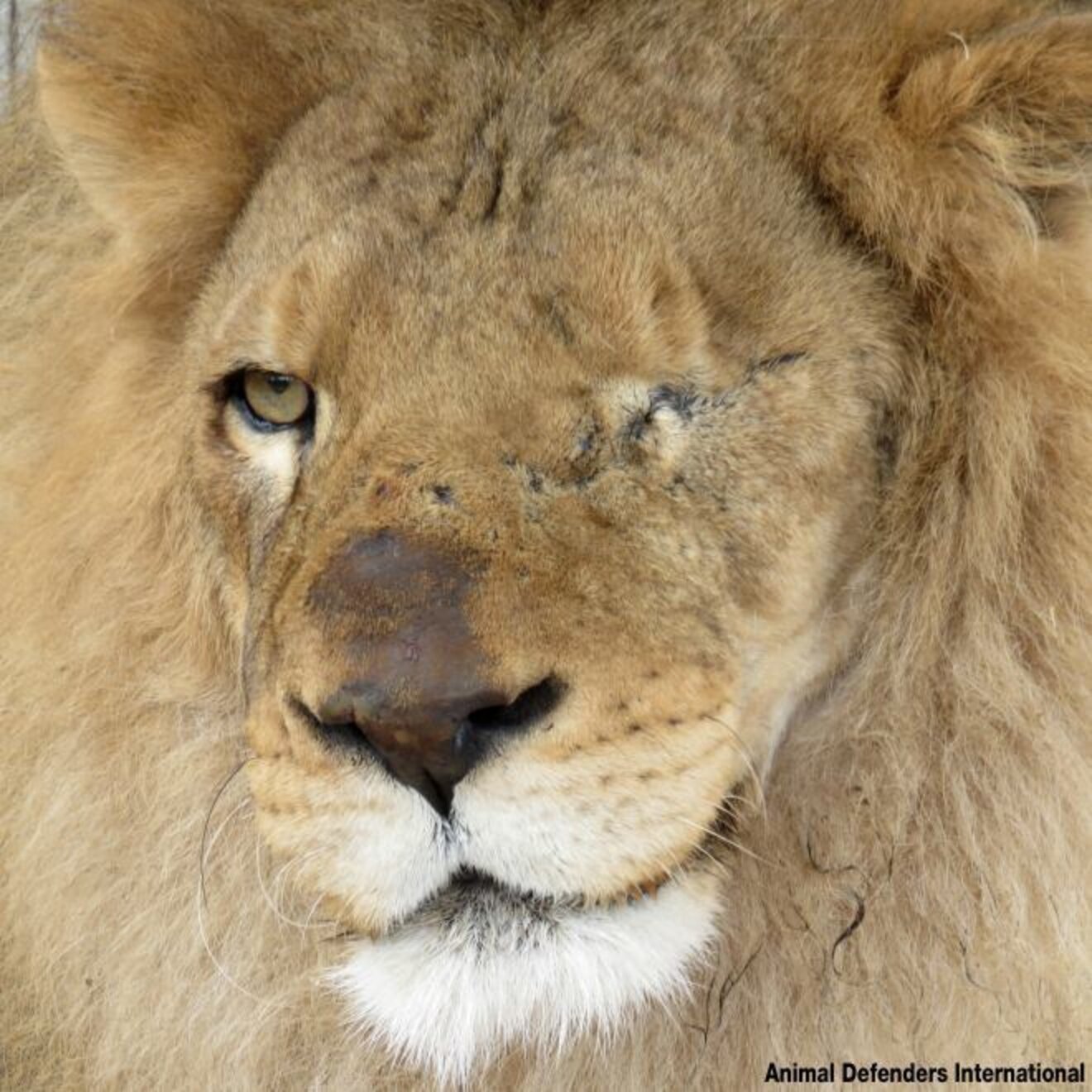 They Called Him 'Blind.' Now He Has A Name. - The Dodo