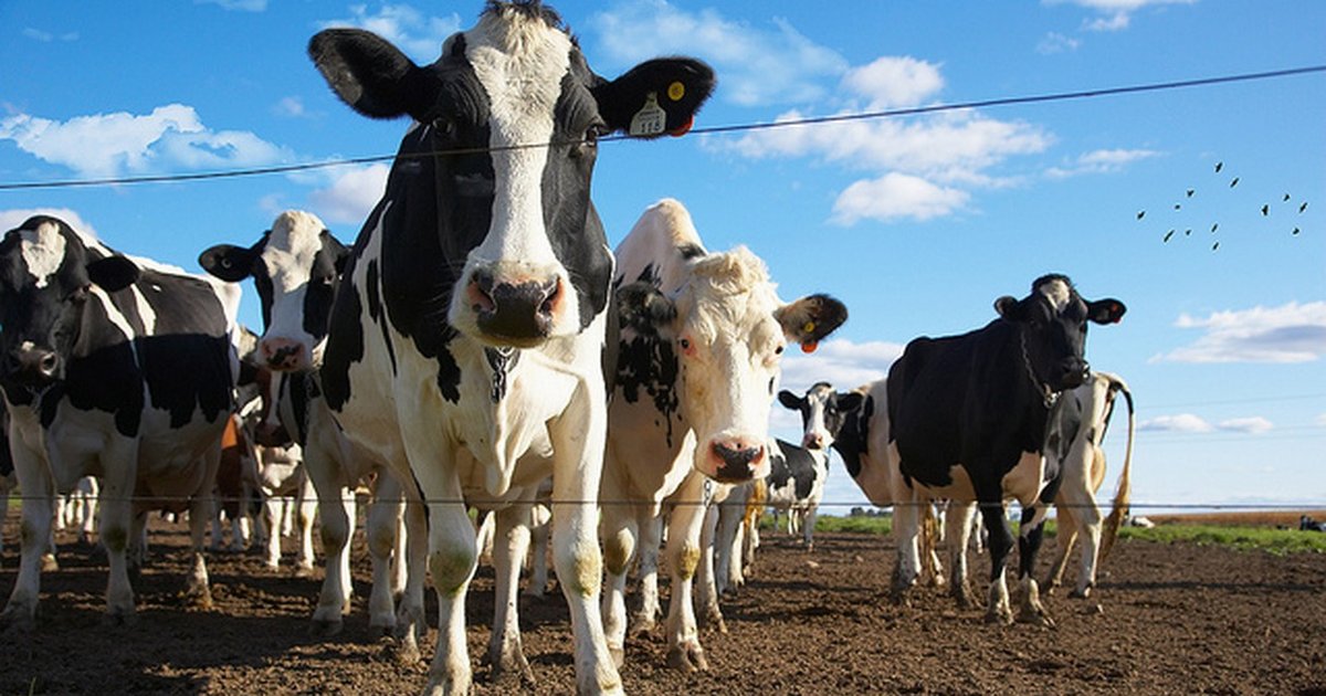 America's Dairyland Wants To Quash Animal Whistleblowers - The Dodo