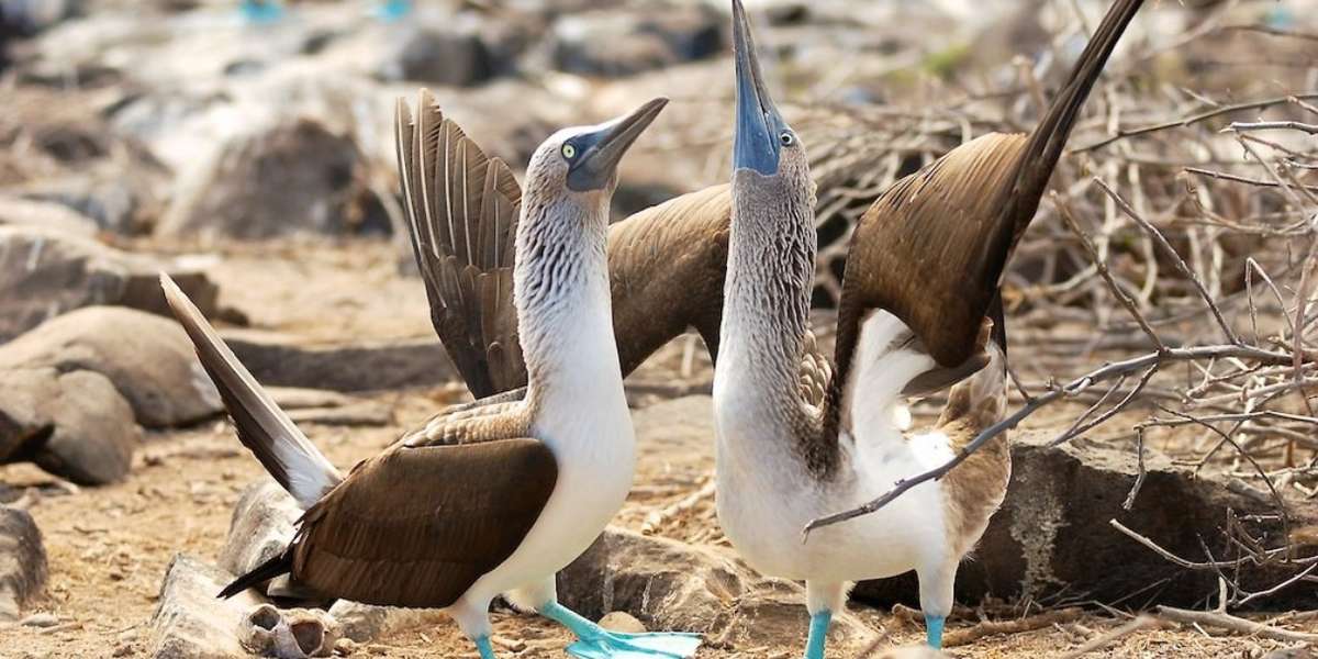 Blue-Footed Booby Couples Should Stay Together ... For The Kids - The Dodo