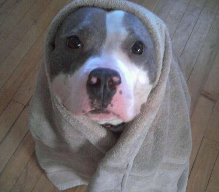 10 Pets Who Are Supremely Bummed That The Holidays Are Over - The Dodo