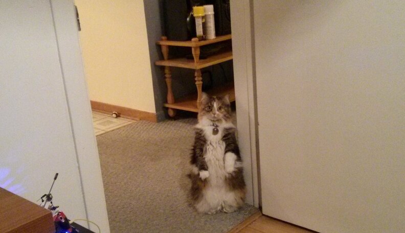 10 Pets Who Are Supremely Bummed That The Holidays Are Over - The Dodo
