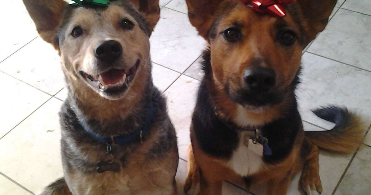 10 Pets Who Are Supremely Bummed That The Holidays Are Over - The Dodo