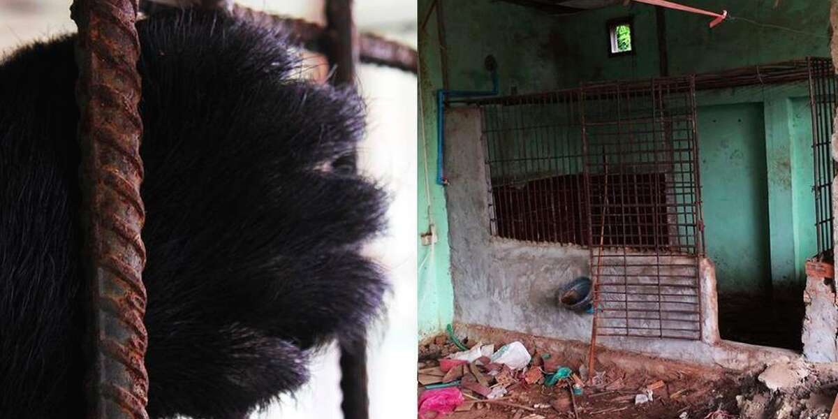 Officials Raid Drug Den … And Make The Saddest Discovery - The Dodo