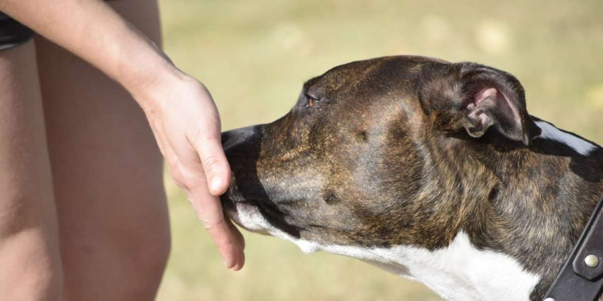 How We Helped Our Nervous Dog Finally Feel Safe - The Dodo