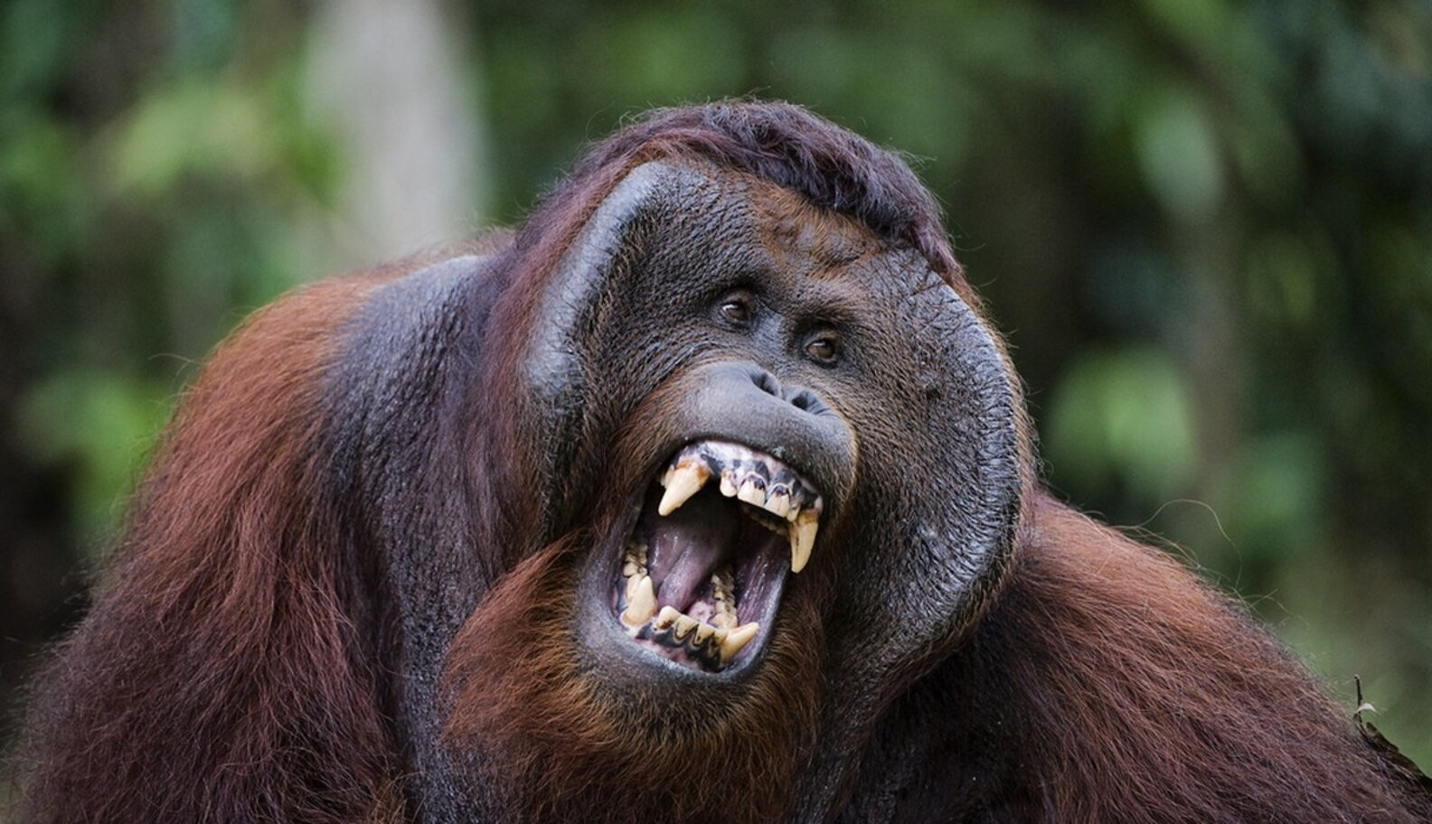 Orangutan Tries To Escape Zoo, Gets Shot Dead - The Dodo