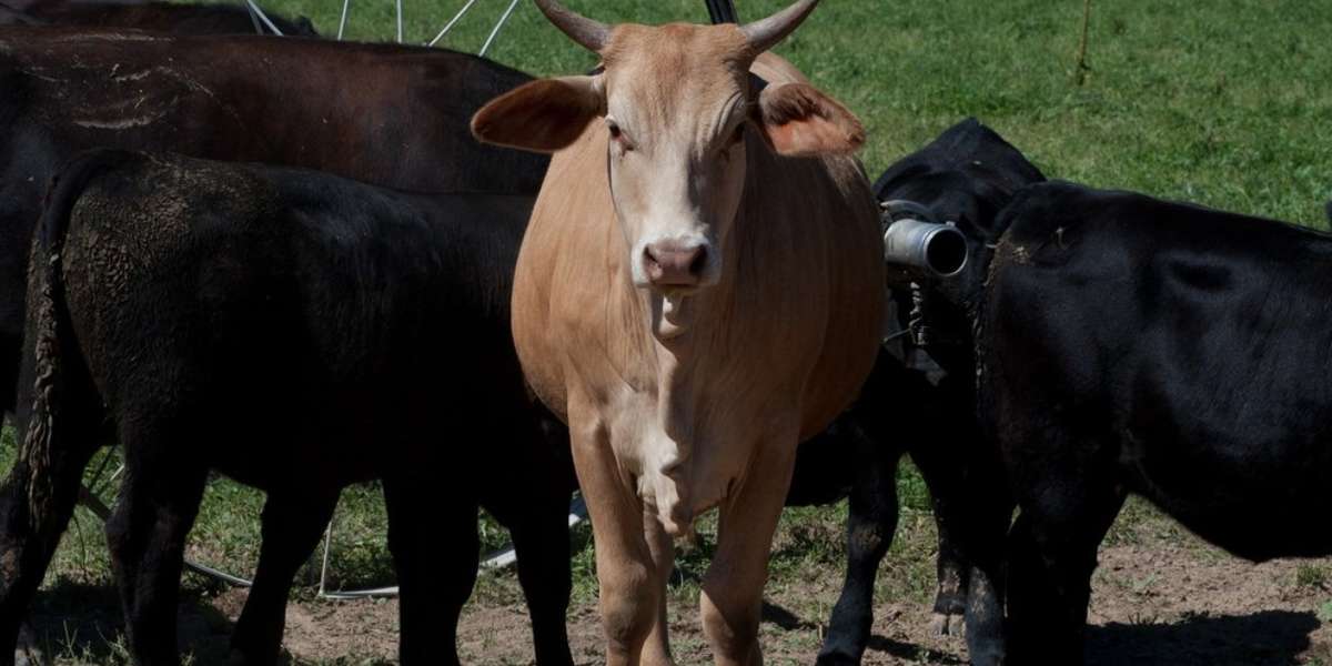 California's “Running Of The Bulls” Slapped With Lawsuit - The Dodo