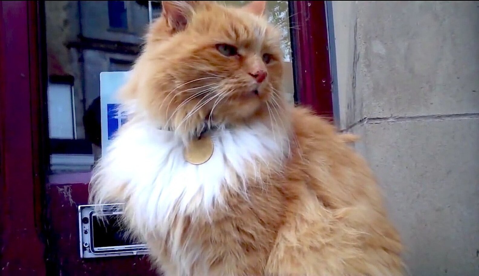 Small Scottish Town Puts Up Statue Honoring A Beloved Stray Cat - The Dodo
