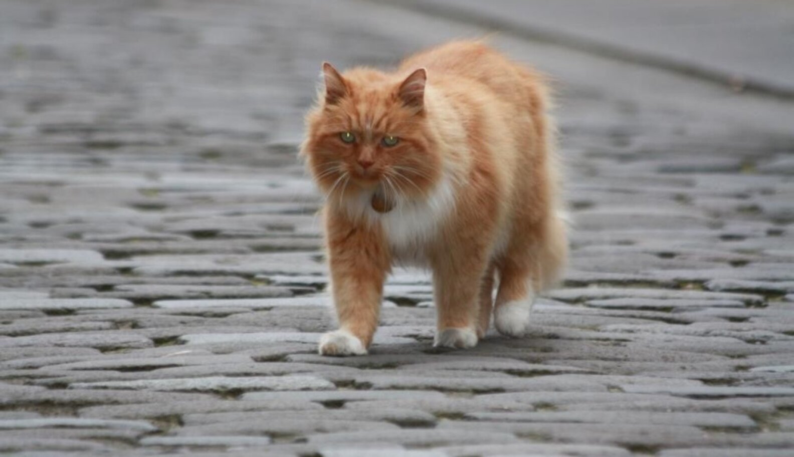 Small Scottish Town Puts Up Statue Honoring A Beloved Stray Cat - The Dodo