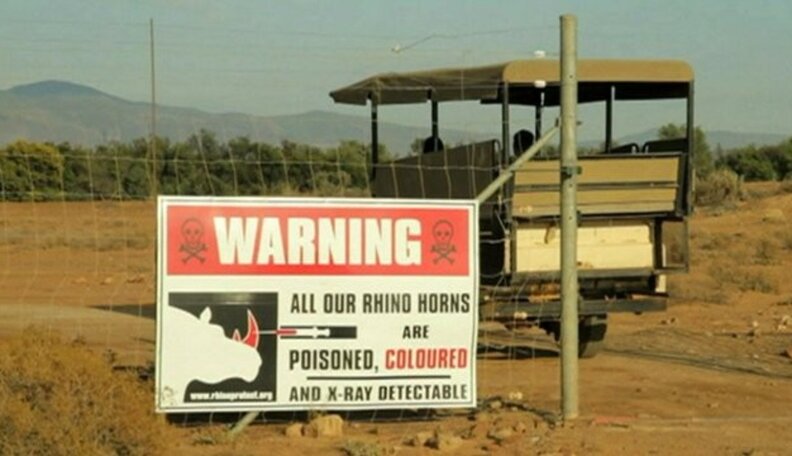 Altering The Horn, Saving The Rhino - The Dodo