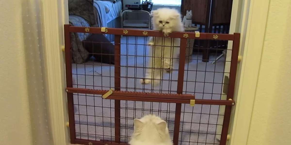 Proud Mother Cat Is Teaching Her Kitten To Break All The Rules - The Dodo