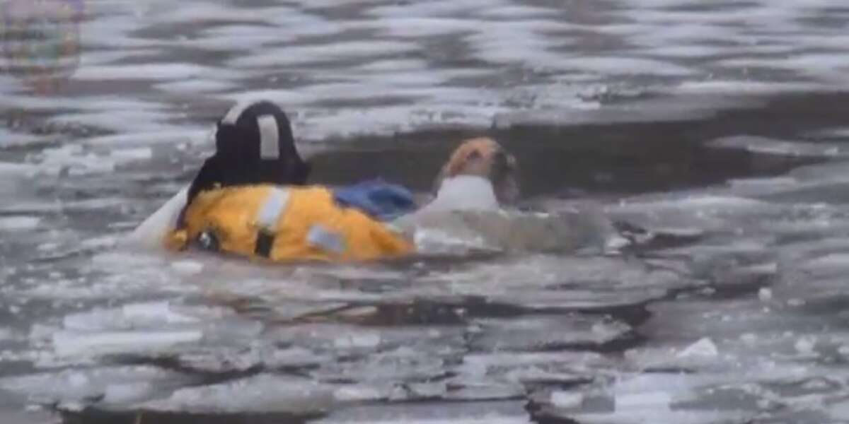 Heroic Firefighters Wade Through Ice To Save Freezing Dog (Video) - The ...
