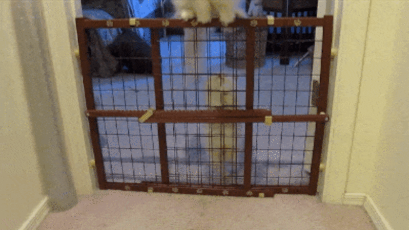 Proud Mother Cat Is Teaching Her Kitten To Break All The Rules - The Dodo