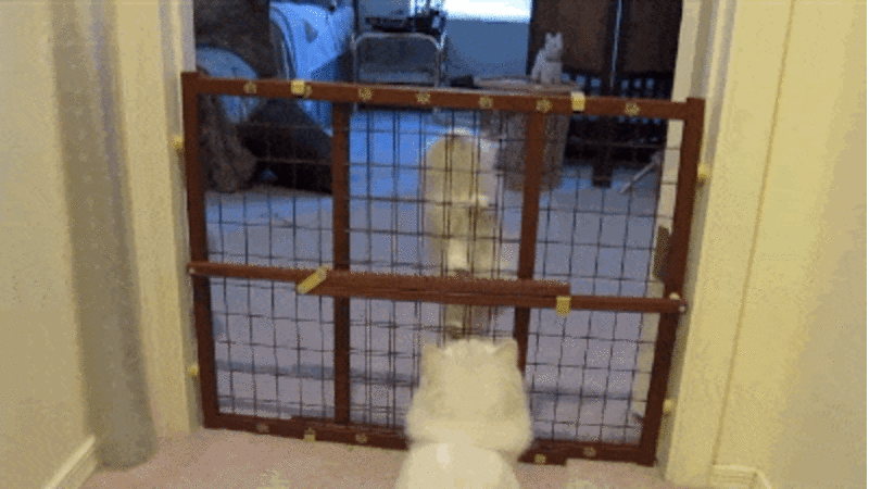 Proud Mother Cat Is Teaching Her Kitten To Break All The Rules - The Dodo