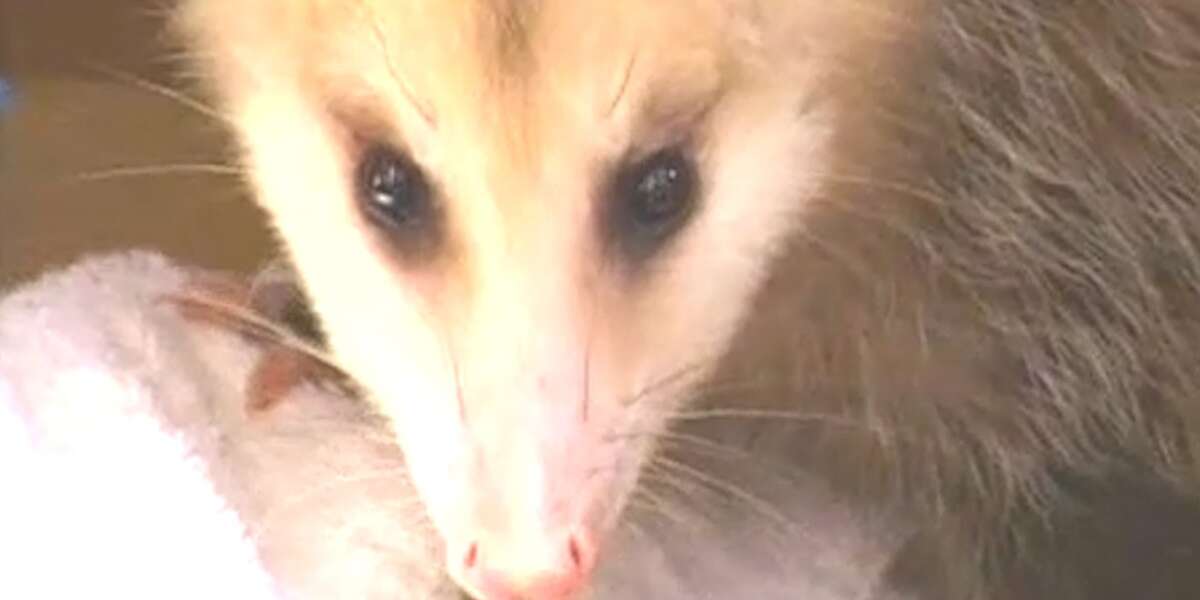 Opossum Gets A Little Lost In A School - The Dodo