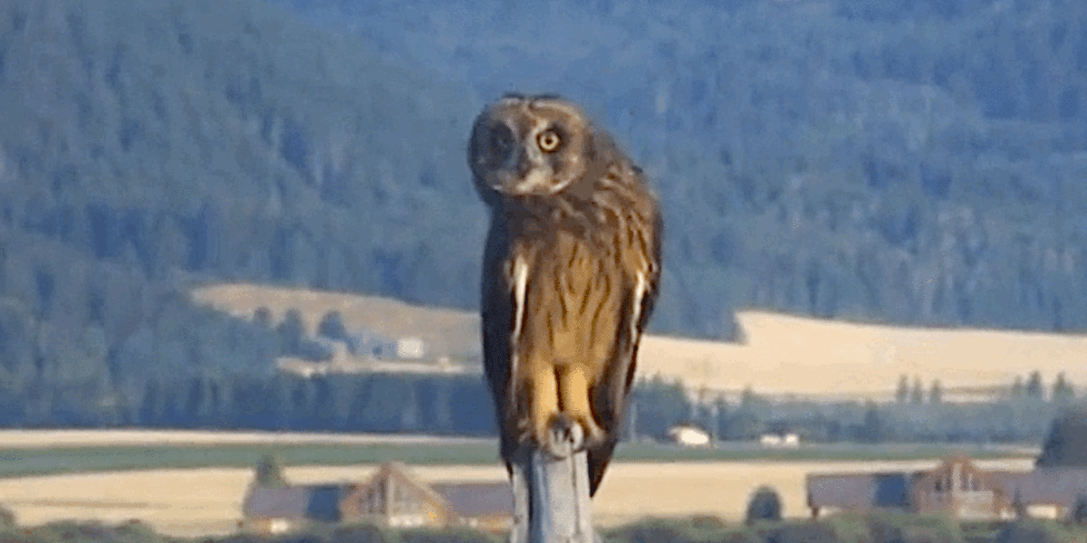 This Hip-Hop Album Is Made Entirely Of Animal Sounds - The Dodo