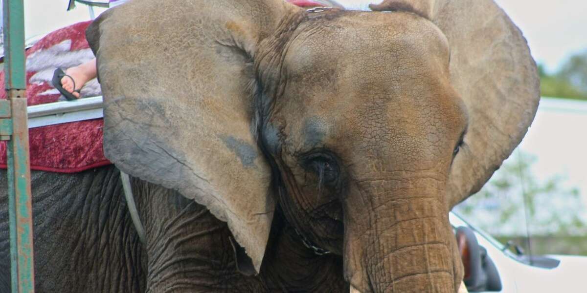 Abused Elephant Forced To Perform In Last-Minute Terrible Decision ...