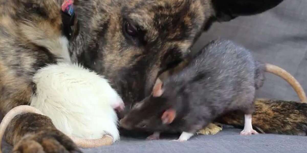 Dog Has Two Best Friends — And They’re Both Rats - The Dodo