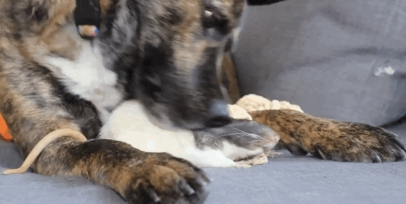 Dog Has Two Best Friends — And They’re Both Rats - The Dodo
