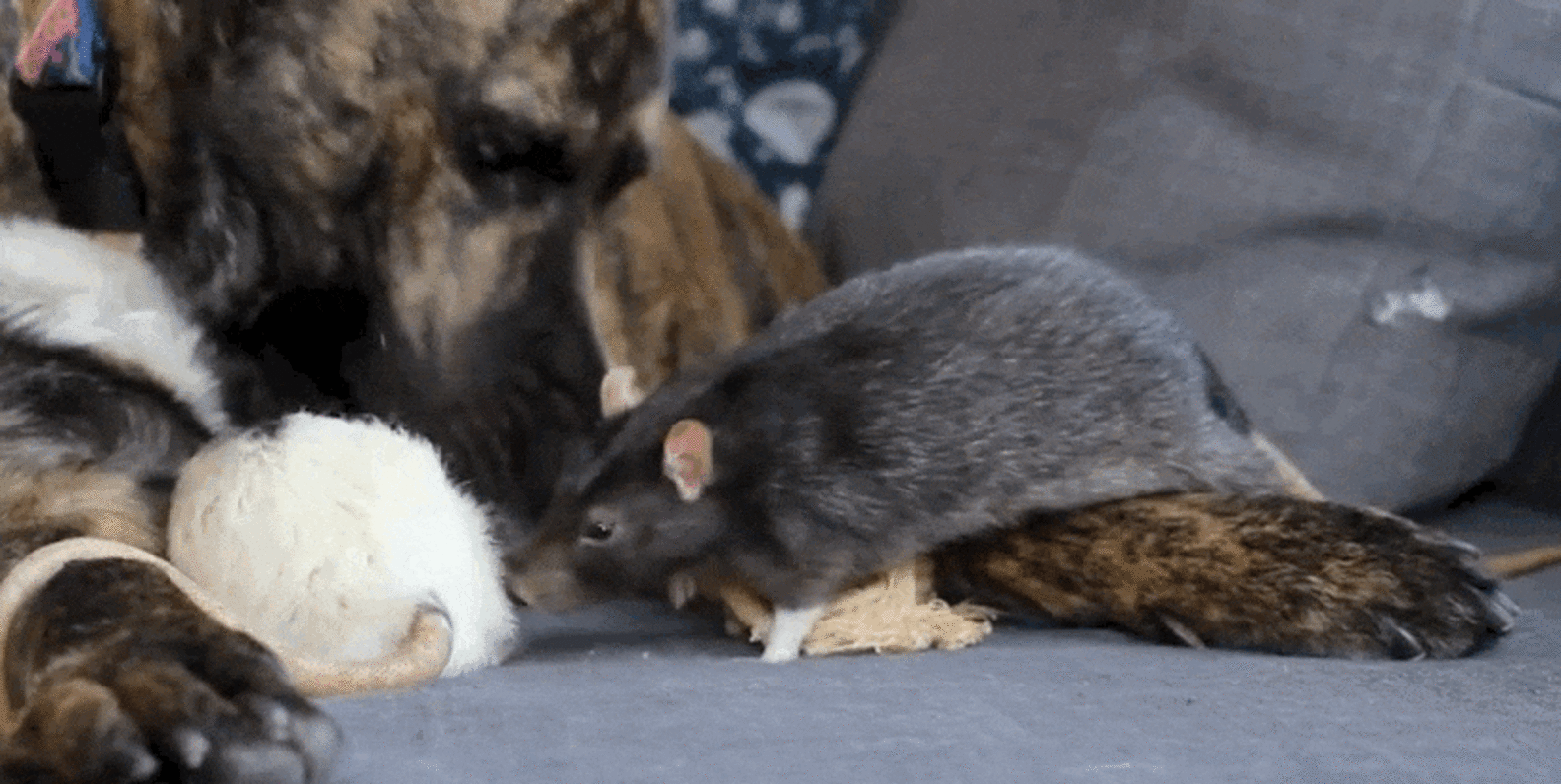 Dog Has Two Best Friends — And They’re Both Rats - The Dodo