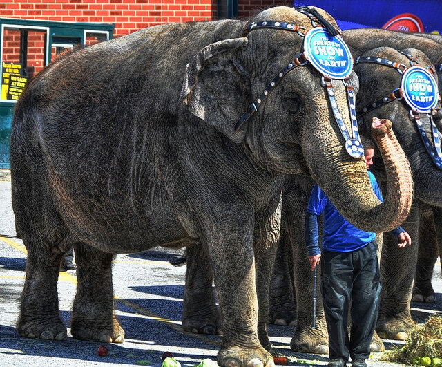 6 Major Animal Issues Worth Fighting For This Year - The Dodo