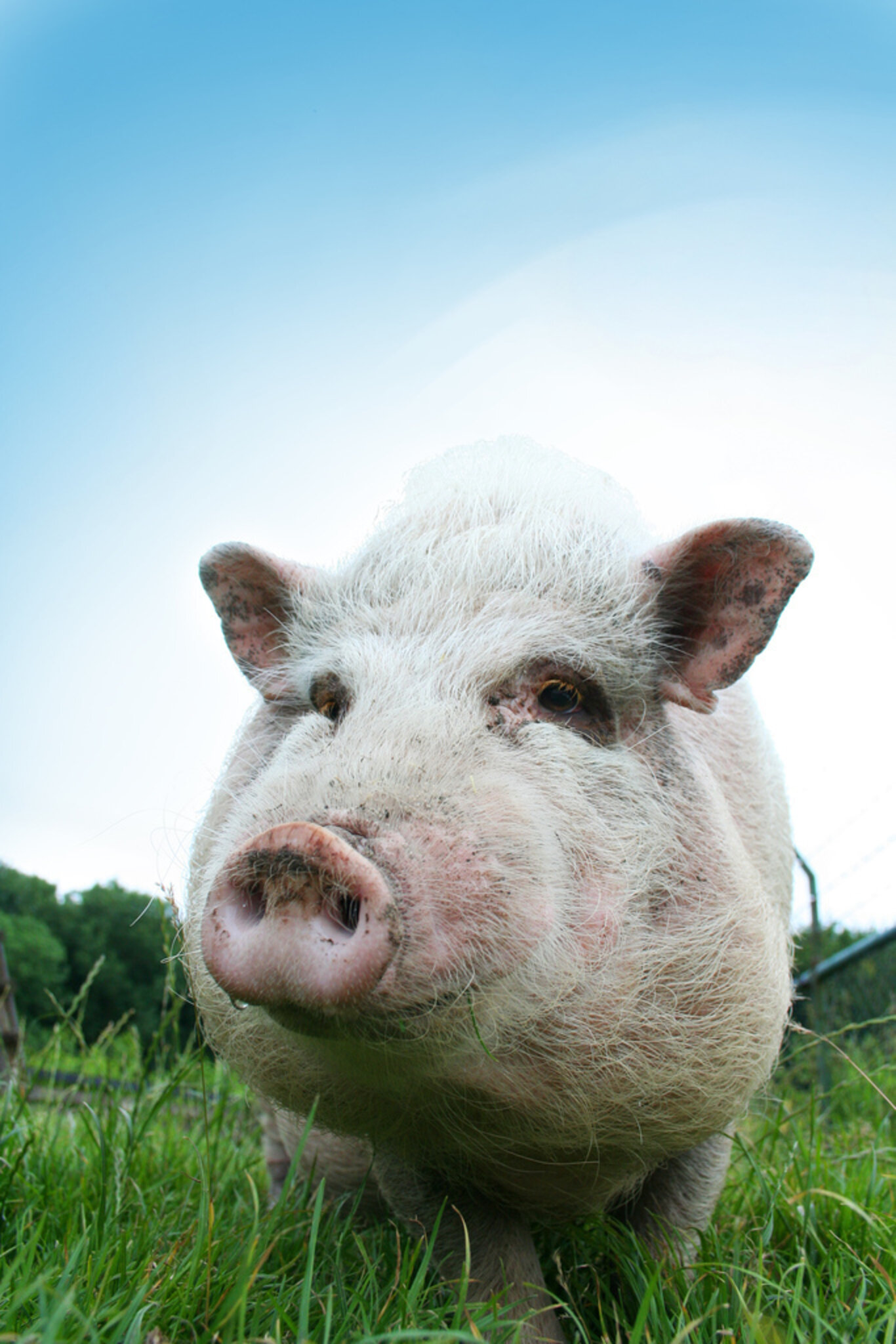 6 Major Animal Issues Worth Fighting For This Year - The Dodo