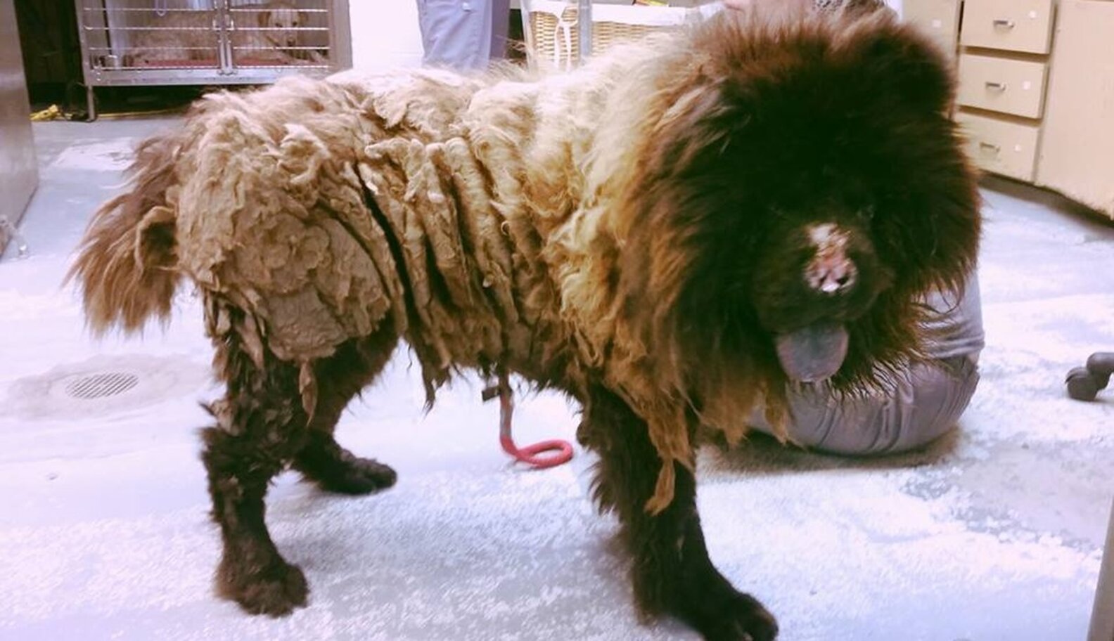 Neglected Dog Loses 5 Pounds Of Matted Hair - The Dodo